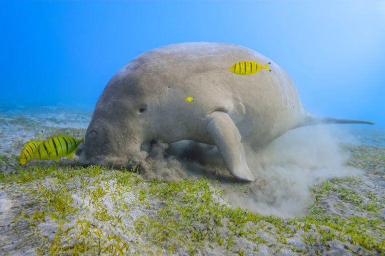 The Diet of the Dugong: A Marine Herbivore's Delicate Balance ...